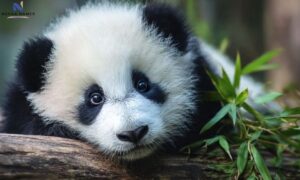 370+ Cute And Catchy Panda Names With Meaning