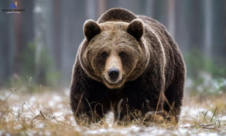 200+ Bear Names: Cute, Funny, Famous & Wild Bear Name Ideas
