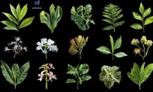 200+Scientific Names of Common Plants: Flowers, Herbs, and Trees